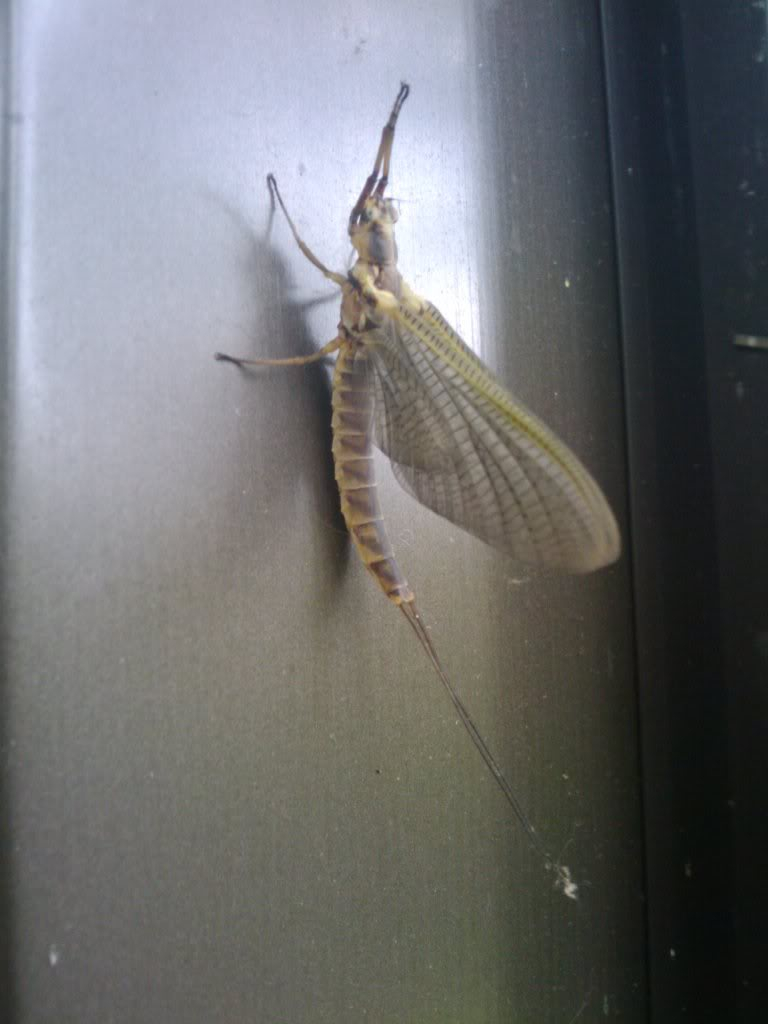 George Harveys Pusher Night Fly | The Tying Bench | Fiberglass Flyrodders