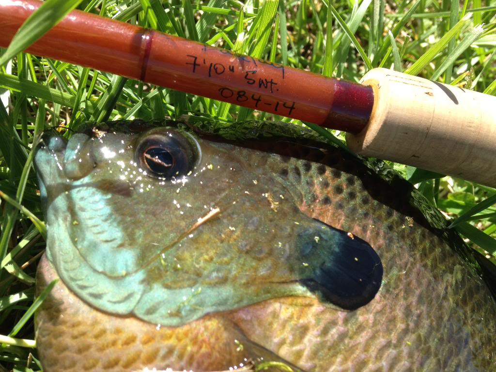 Bluegill Rods | Fishing with Fiberglass Fly Rods | Fiberglass Flyrodders