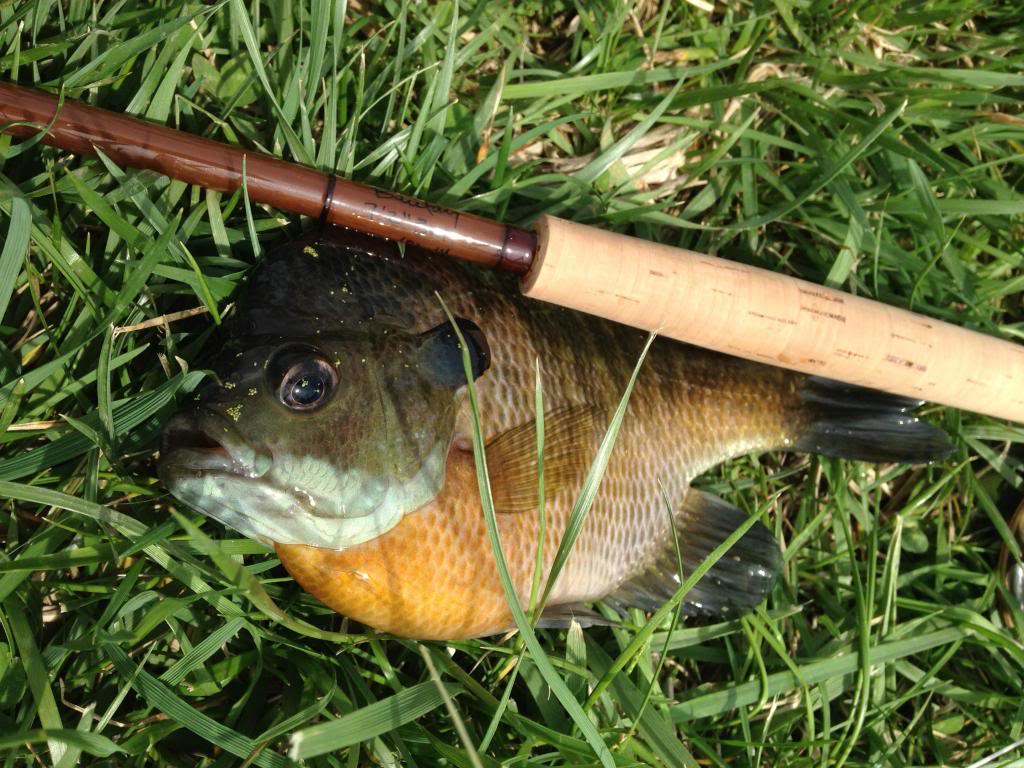 Bluegill Rods | Fishing with Fiberglass Fly Rods | Fiberglass Flyrodders