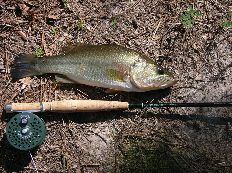 LMB on Scott F703 | Fishing with Fiberglass Fly Rods | Fiberglass ...