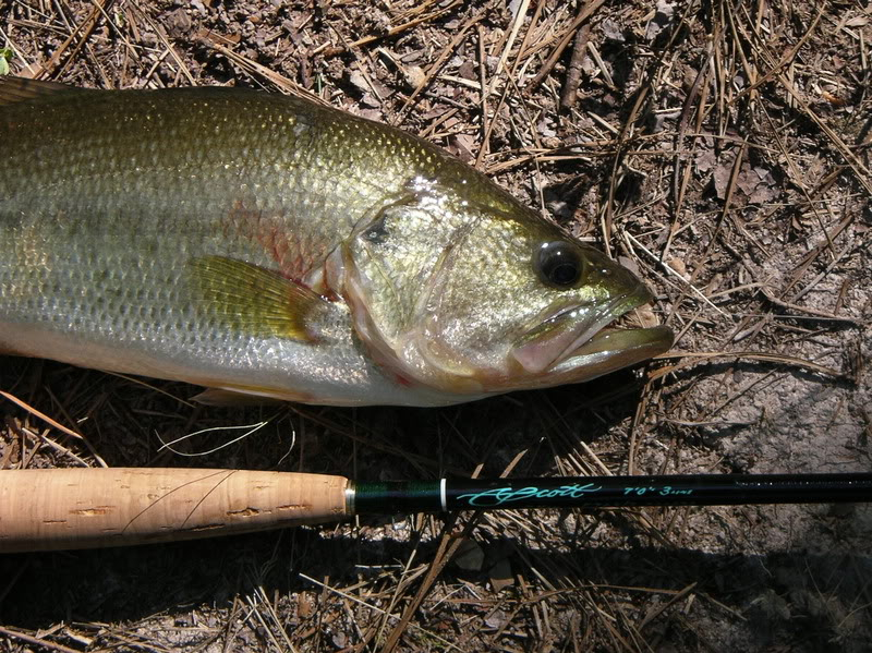 LMB on Scott F703 | Fishing with Fiberglass Fly Rods | Fiberglass Flyrodders