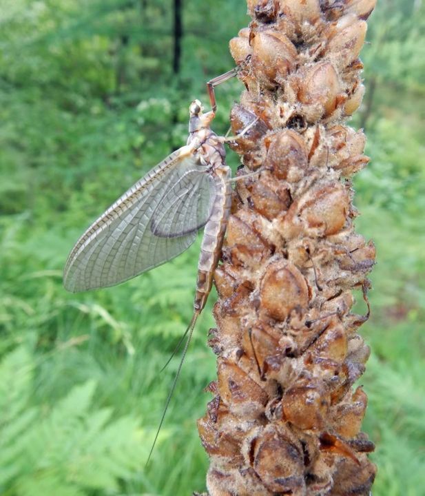 Northern Michigan Hex Hatch 2013 | Fishing with Fiberglass Fly Rods ...
