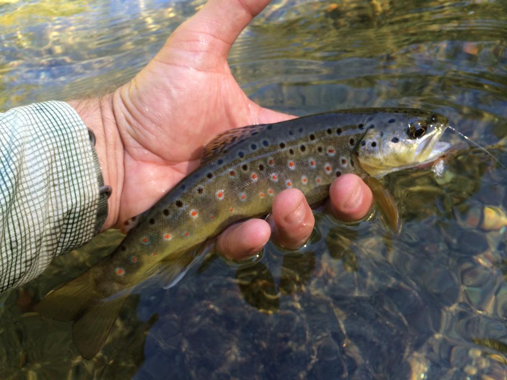 James Green Fly Rods 2 weight Native Trout Series | Fishing with ...