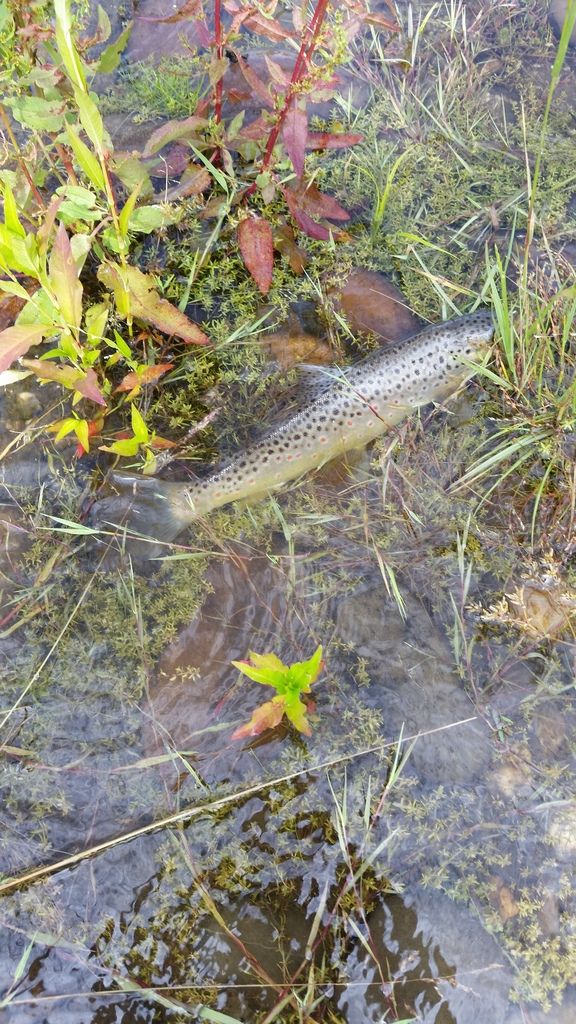 First outing with my new paddock 6wt | Fishing with Fiberglass Fly Rods ...