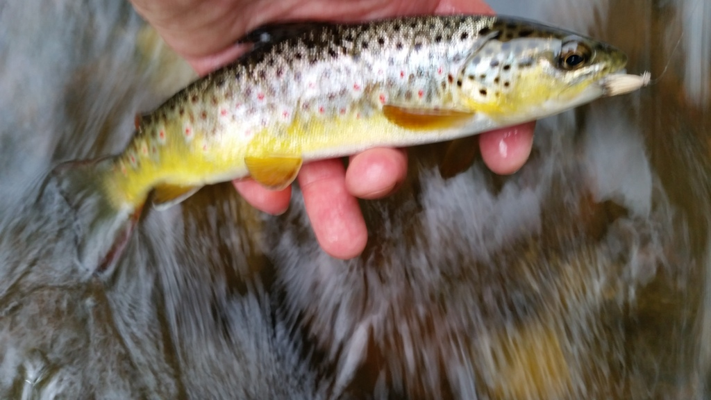 Northern Wisco Report | Fishing with Fiberglass Fly Rods | Fiberglass ...