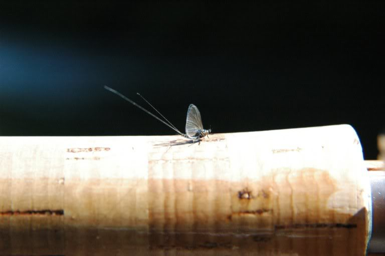 Penn's Creek Glass Clave - Pic Heavy (and more to come...) | Fishing ...