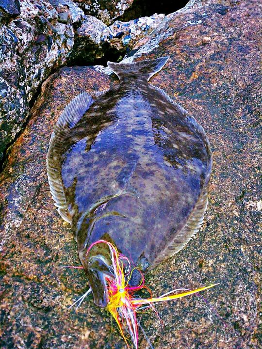 Flounder on the Fly? | Fishing with Fiberglass Fly Rods | Fiberglass ...