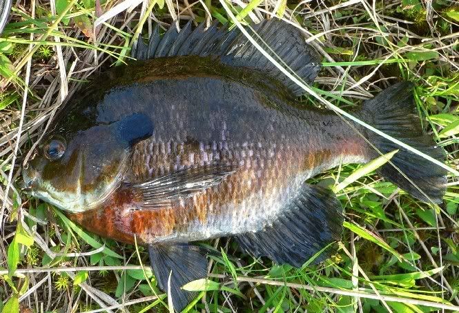 Cranberry Bog Pond Fishing-New Pics Added | Fishing with Fiberglass Fly ...