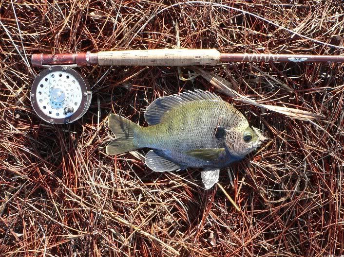Big Copper-nose Bream and a bass | Fishing with Fiberglass Fly Rods ...