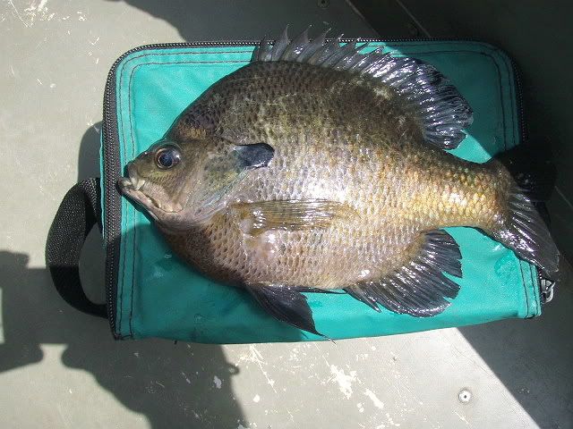 Big Copper-nose Bream and a bass | Fishing with Fiberglass Fly Rods ...
