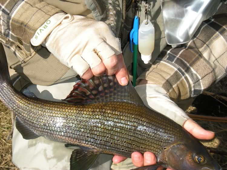 Flyfishing afternoon in Switzerland | Fishing with Fiberglass Fly Rods ...