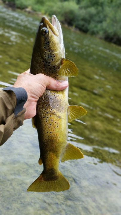 "The Doubs" mythical river of West-Switzerland | Fishing with ...