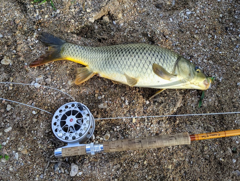 Golden Bugle Mouth Trout | Fishing with Fiberglass Fly Rods ...