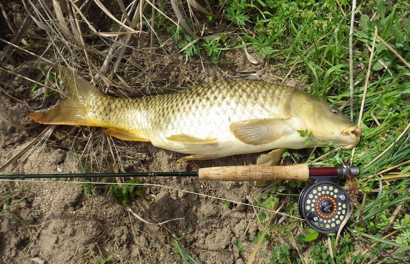 Golden Bugle Mouth Trout | Fishing with Fiberglass Fly Rods ...