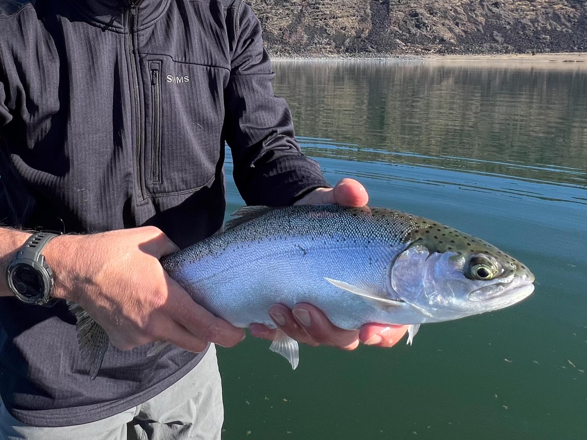 California Heritage Trout - Collect 'em All! | Fishing with Fiberglass Fly Rods | Fiberglass ...