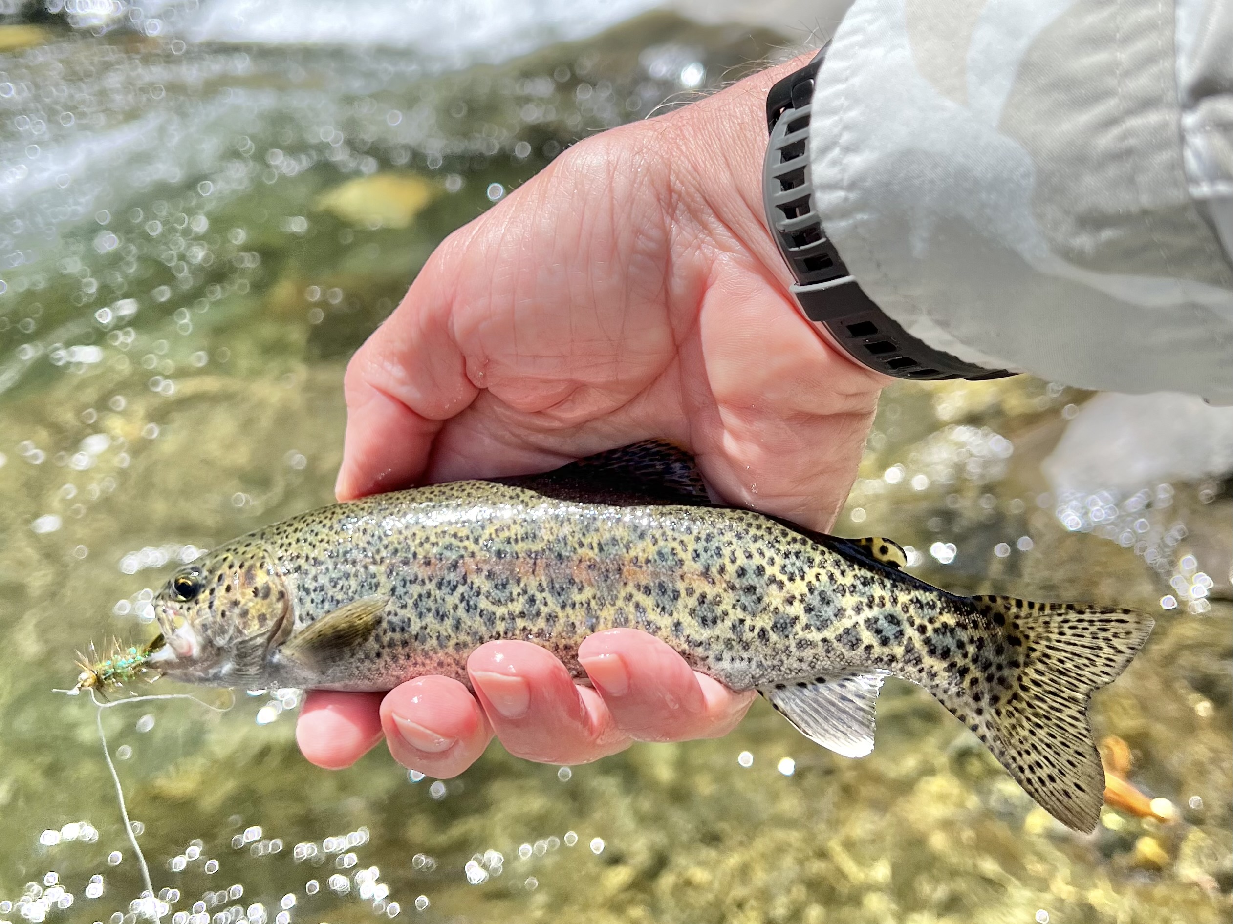 Christened my Tiemco Glassmaster/Oracle rig in the Sierra | Fishing ...