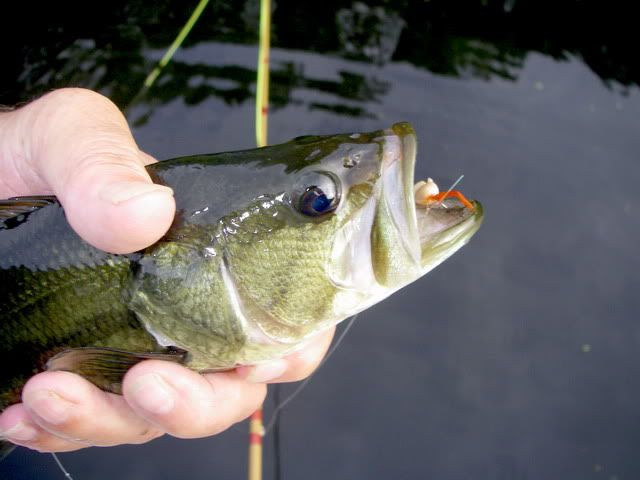Last weekends Lake Caddo trip | Fishing with Fiberglass Fly Rods ...