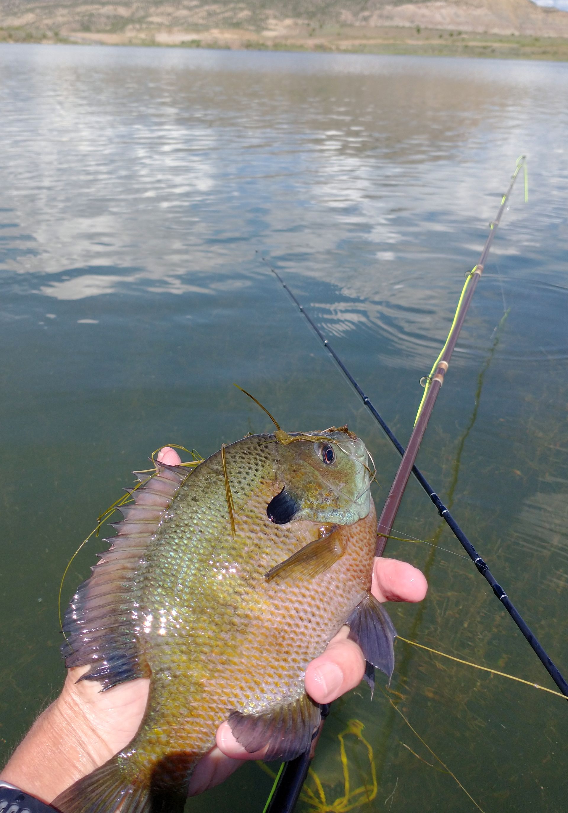 high desert bluegills | Fishing with Fiberglass Fly Rods | Fiberglass ...