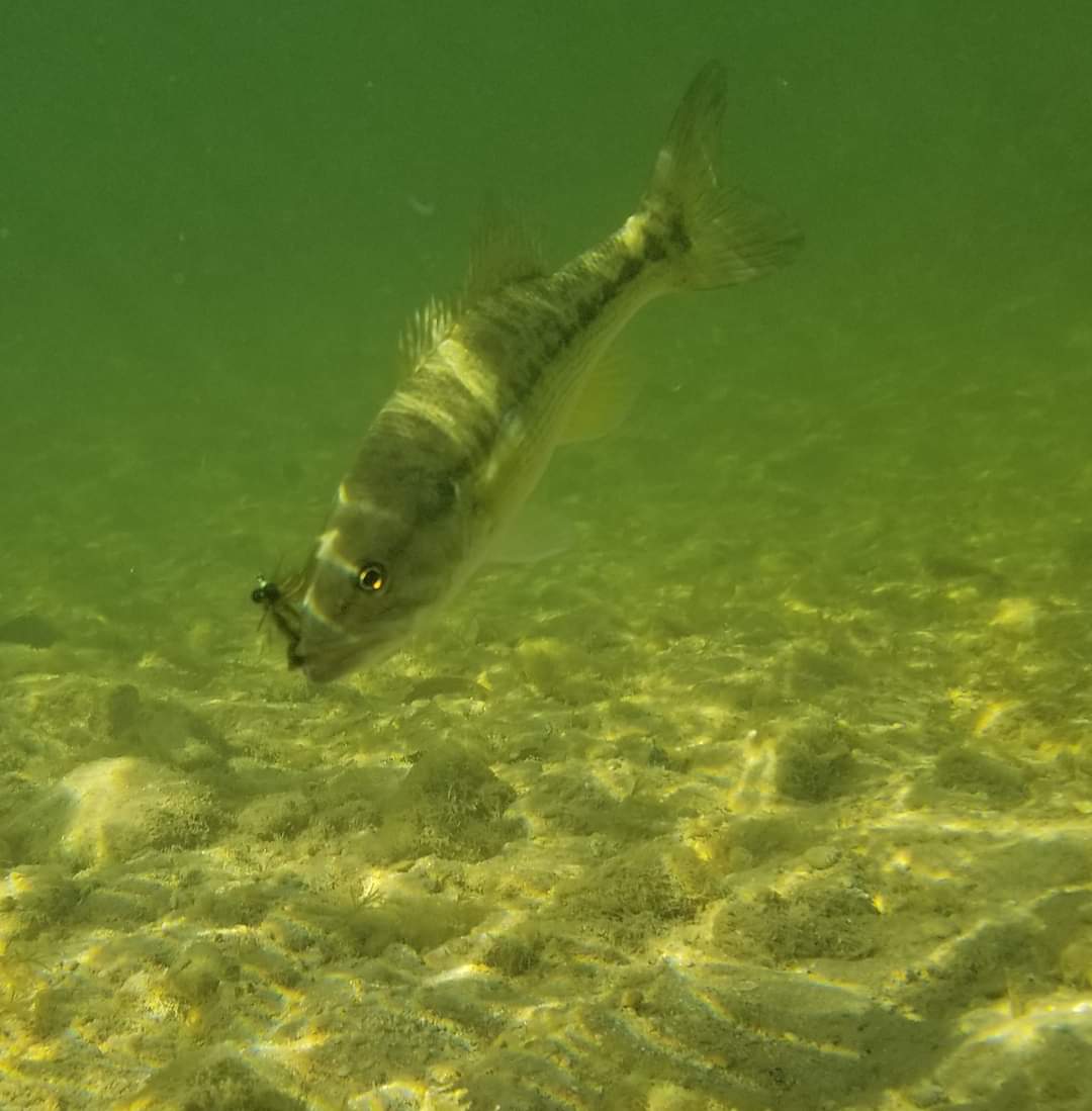 Been fishing the Lampasas River this summer | Fishing with Fiberglass ...