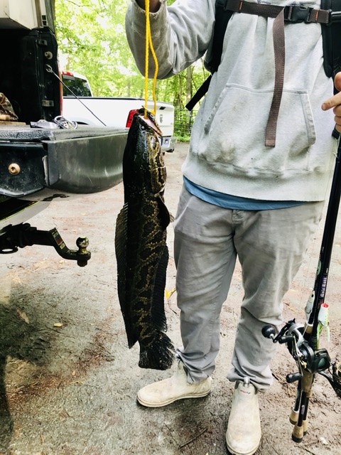 Should’ve picked the toothy critter leader... | Fishing with Fiberglass ...