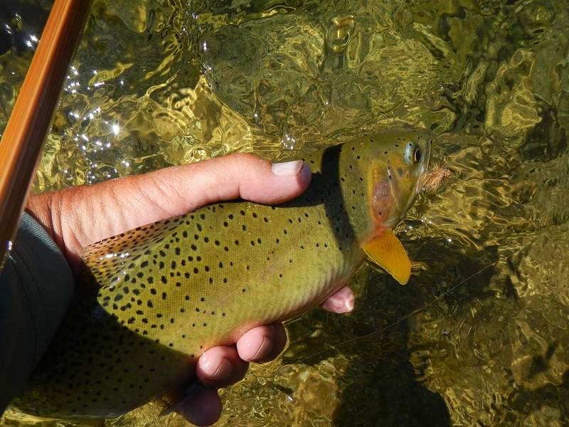 Lochsa river in Idaho | Fishing with Fiberglass Fly Rods | Fiberglass ...