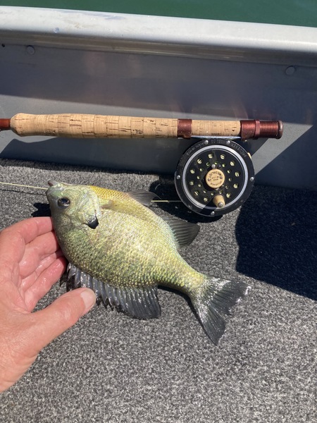 Old school bluegills | Fishing with Fiberglass Fly Rods | Fiberglass ...