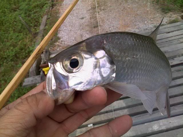 Malacca Baby Tarpons | Fishing with Fiberglass Fly Rods | Fiberglass ...