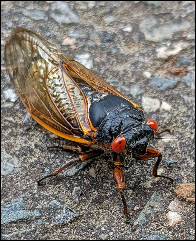 Cicdas are here. | Fishing with Fiberglass Fly Rods | Fiberglass Flyrodders