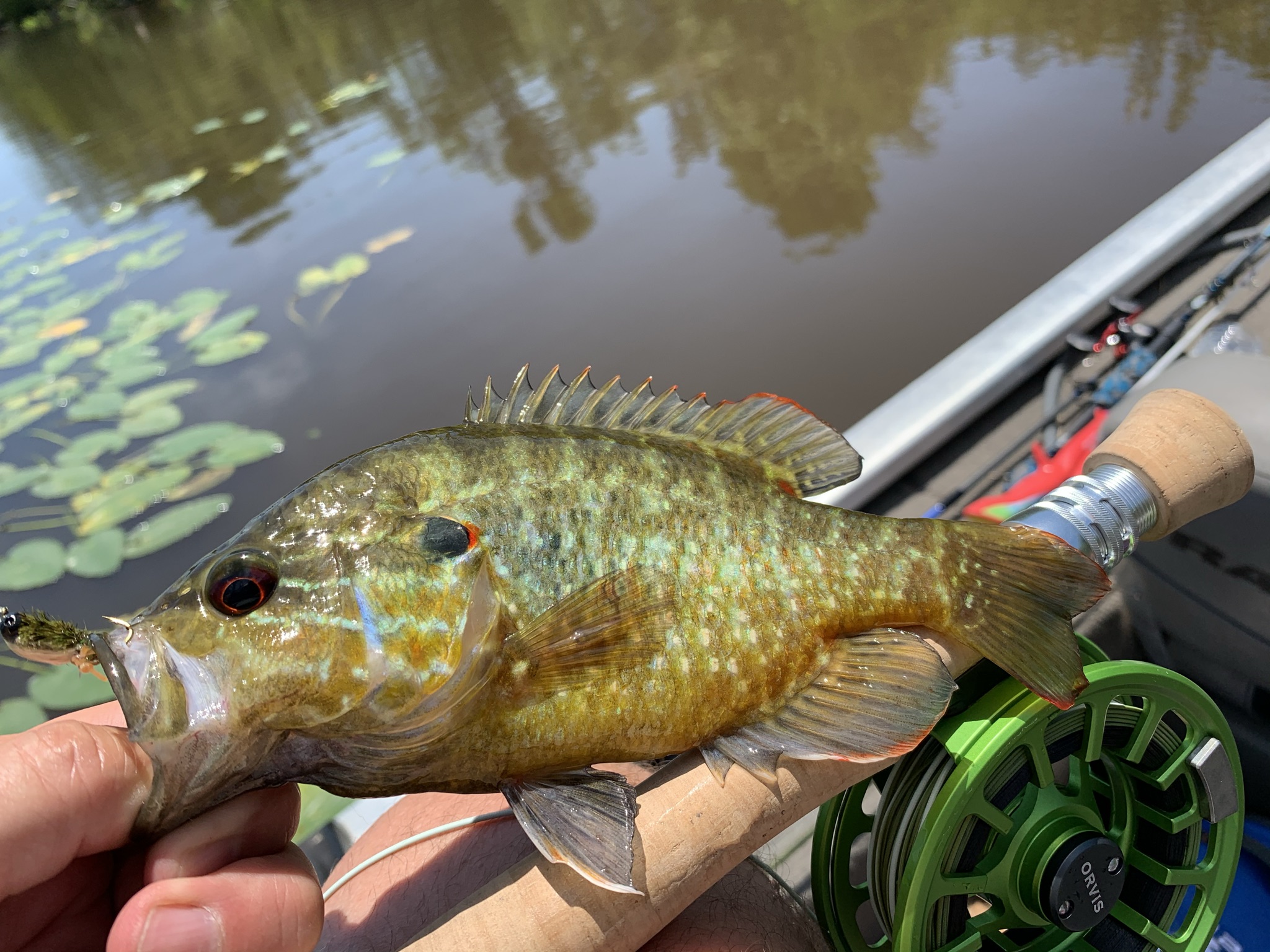 Pending world record red ear | Fishing with Fiberglass Fly Rods ...