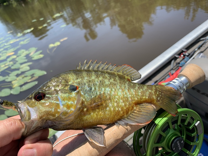 Pending world record red ear | Fishing with Fiberglass Fly Rods ...