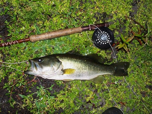 The ol park pond is back in action | Fishing with Fiberglass Fly Rods ...