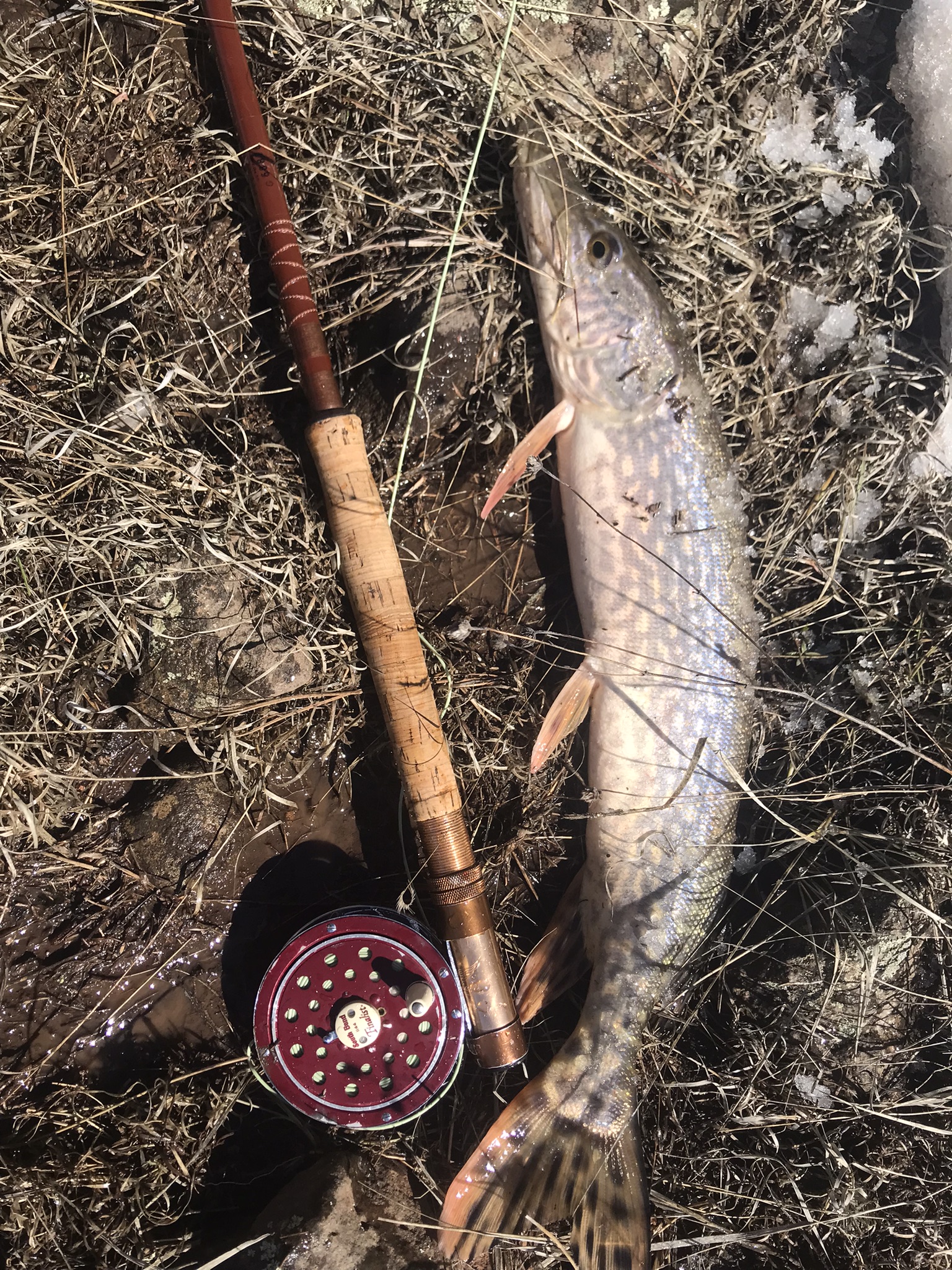 Northern Arizona…Northern Pike | Fishing with Fiberglass Fly Rods ...